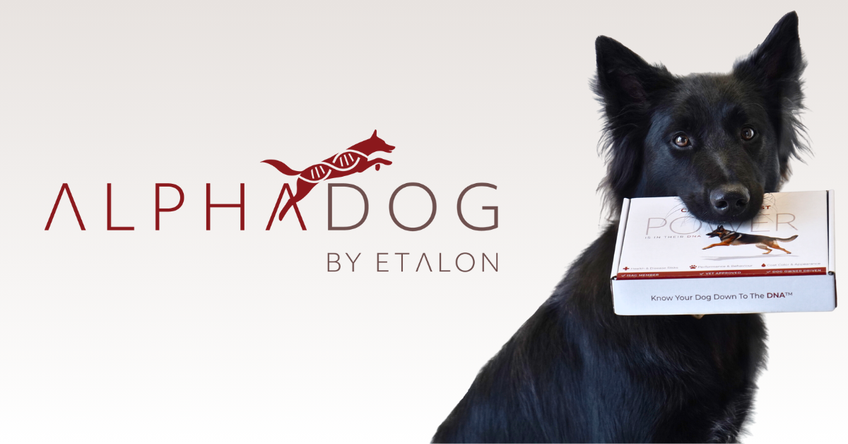 Dog Coat Colors and Pattern Traits: Comprehensive Genetics Guide ...