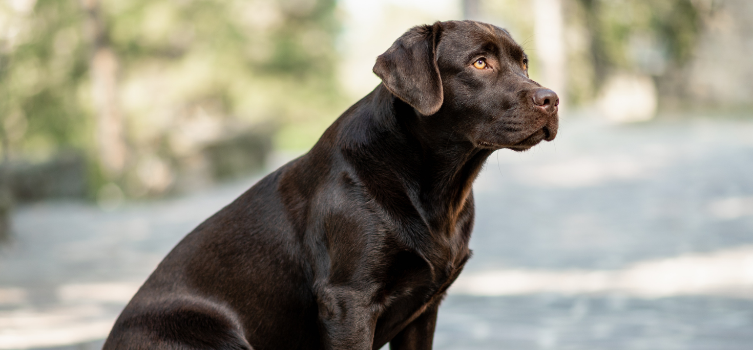 Copper Toxicosis in Labrador Retrievers: Causes, Testing, and Manageme