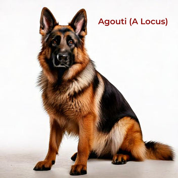 Agouti Coat Color in Dogs: Genetic Causes for Black & Red Coats ...
