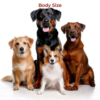 Dog Size Chart: Understanding Canine Size Variations Guide – AlphaDog DNA