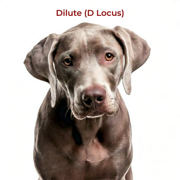 D Locus in Dogs: How Genetics Created Blue and Lilac Coats – AlphaDog DNA