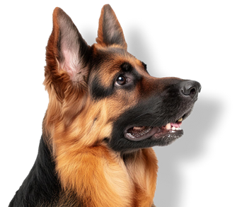 Dog Coat Colors and Pattern Traits: Comprehensive Genetics Guide – AlphaDog